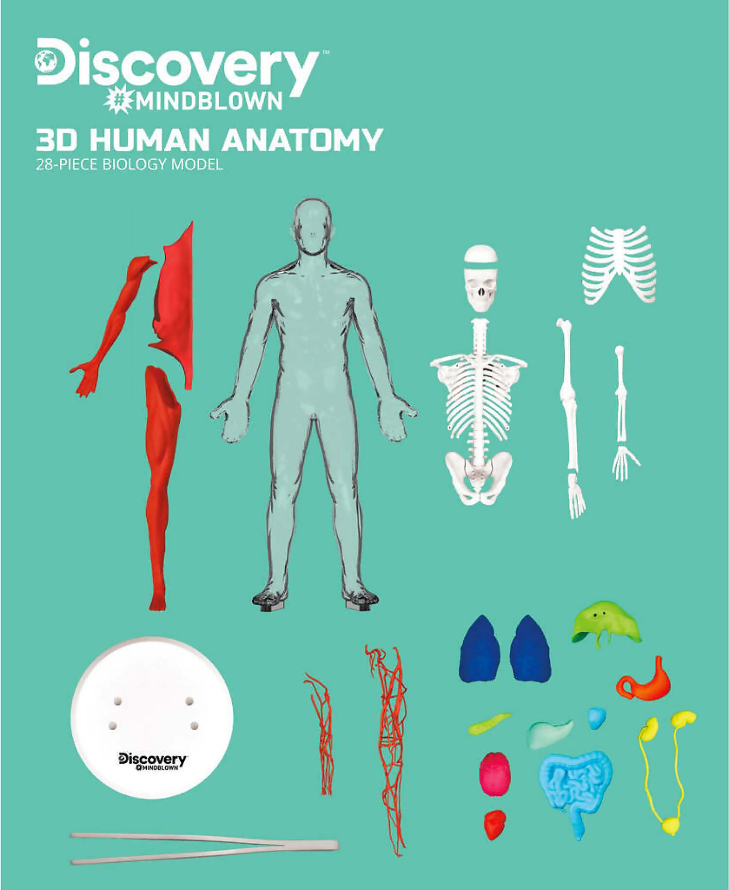 Discovery Mindblown 3d Human Anatomy 28-piece Biology Model – Tates ...